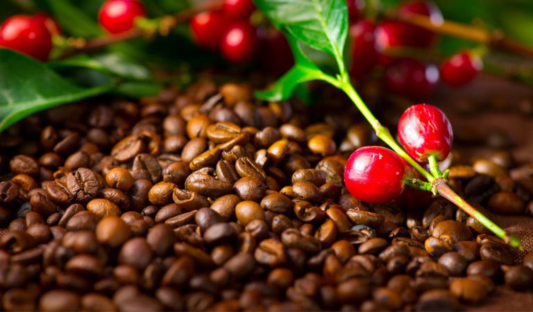 Recolección Selectiva: Cómo Influye en la Calidad Del Café - Café tales